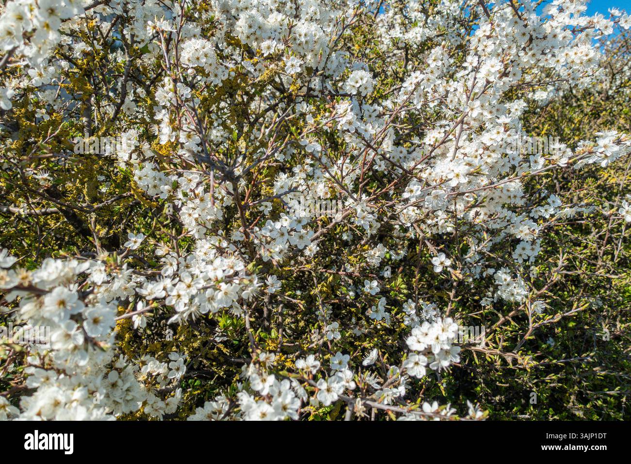 Blackthorn, scientifically known as Prunus spinosa, is a spiny ...