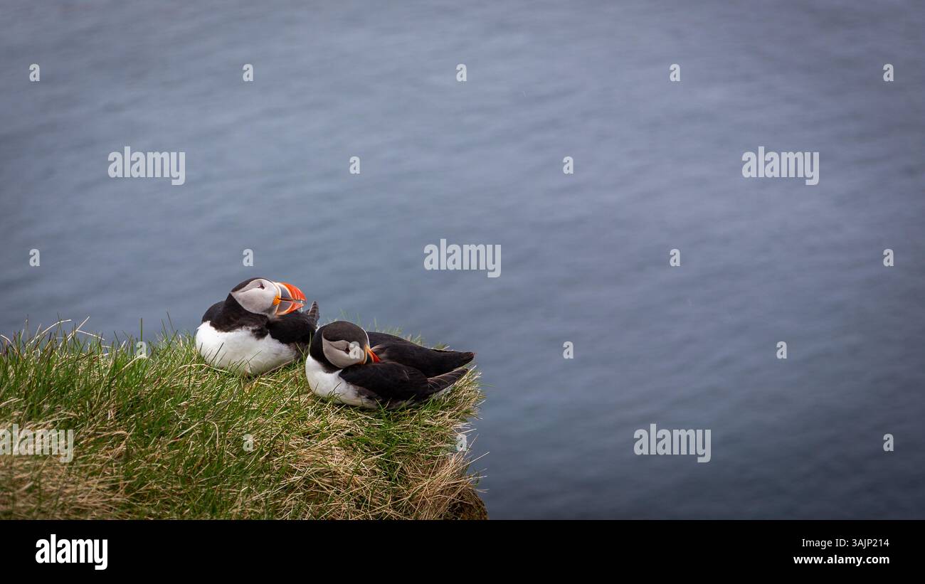 Pair of Atlantic puffins (Fratercula arctica, common puffin), sitting ...