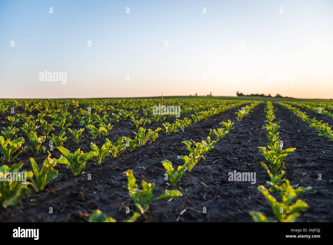 Landscape of Small sugar Beetroot sprouts grow in the field. Rows of ...