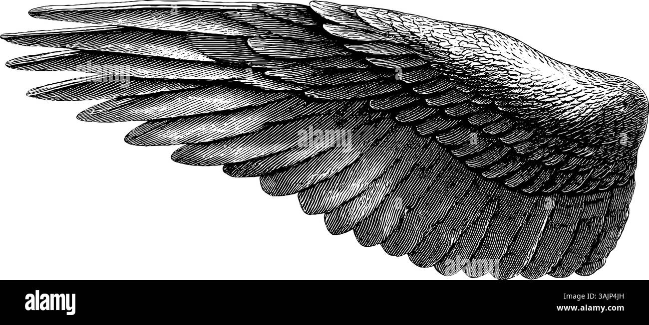 Detailed illustration of a black and white feathered bird wing Stock ...