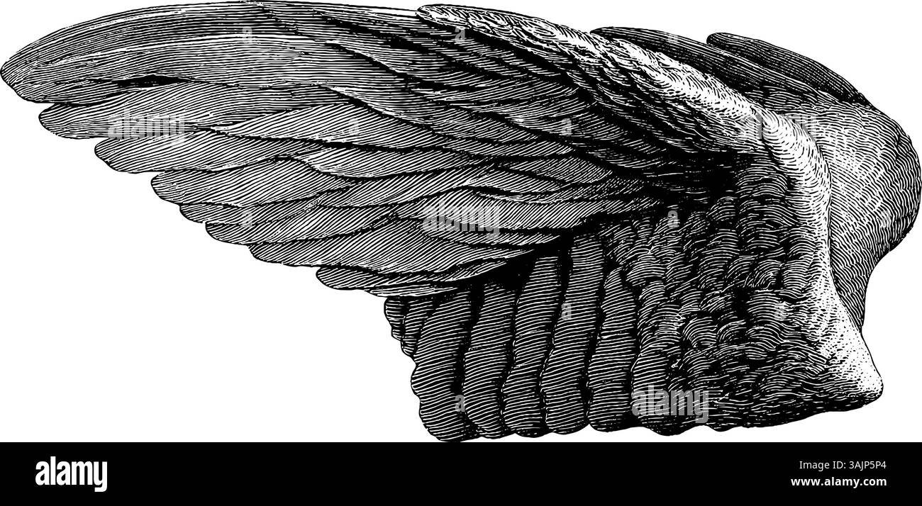 Vintage engraving of a detailed bird wing with intricate feather ...