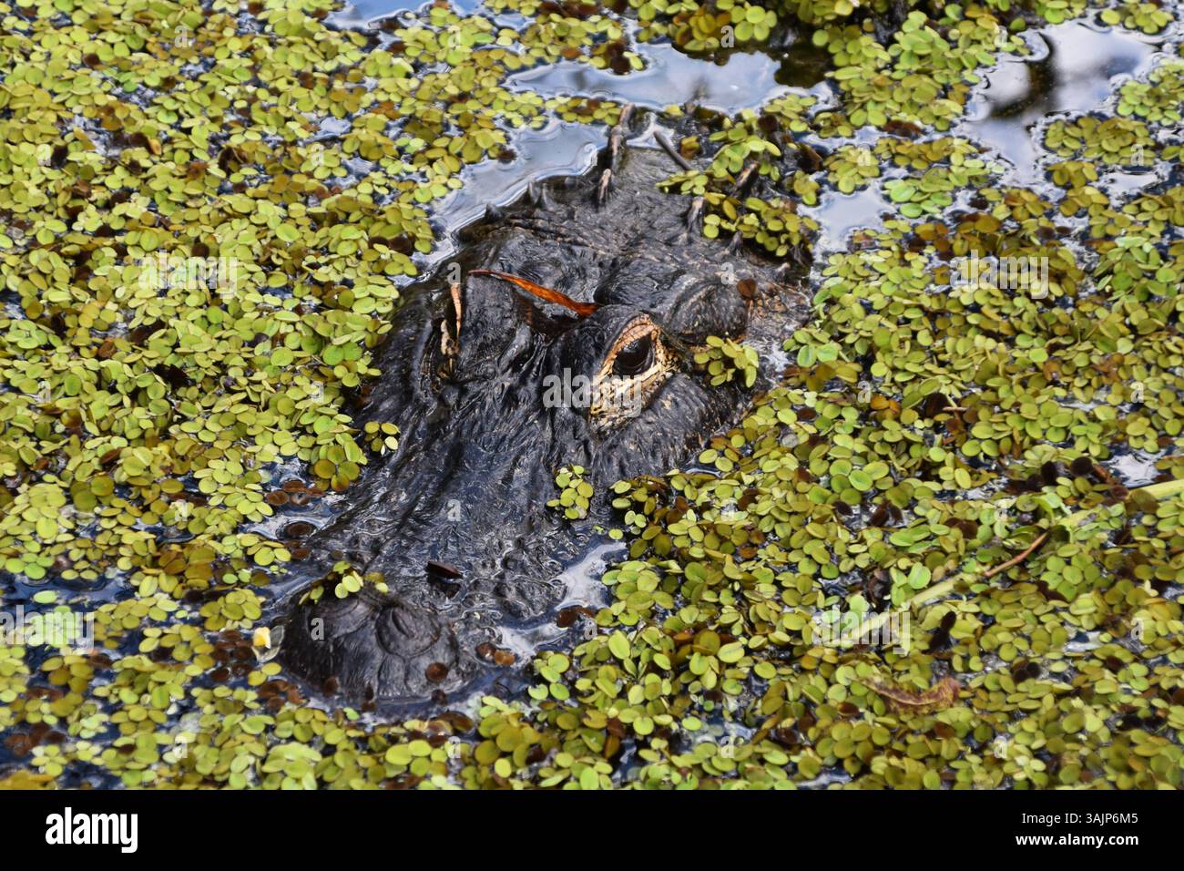 American alligator in Everglades National Park, Florida, USA Stock ...