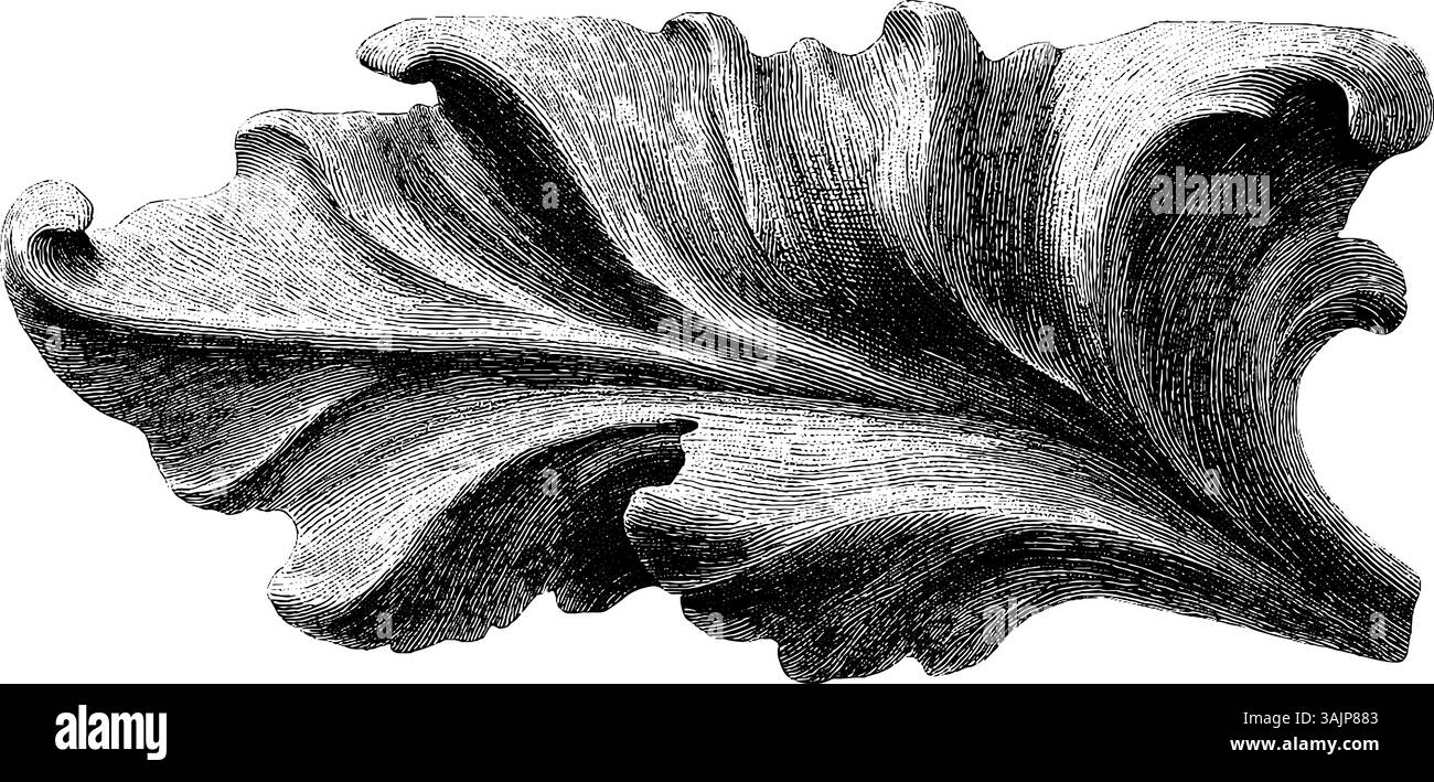 Vintage botanical illustration of detailed leaf design Stock Vector ...