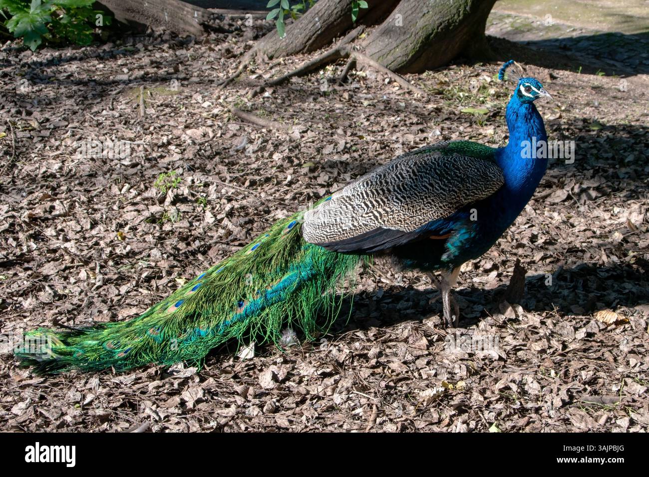 A peacock flaunting its vivid tail feathers in an outdoor city park ...