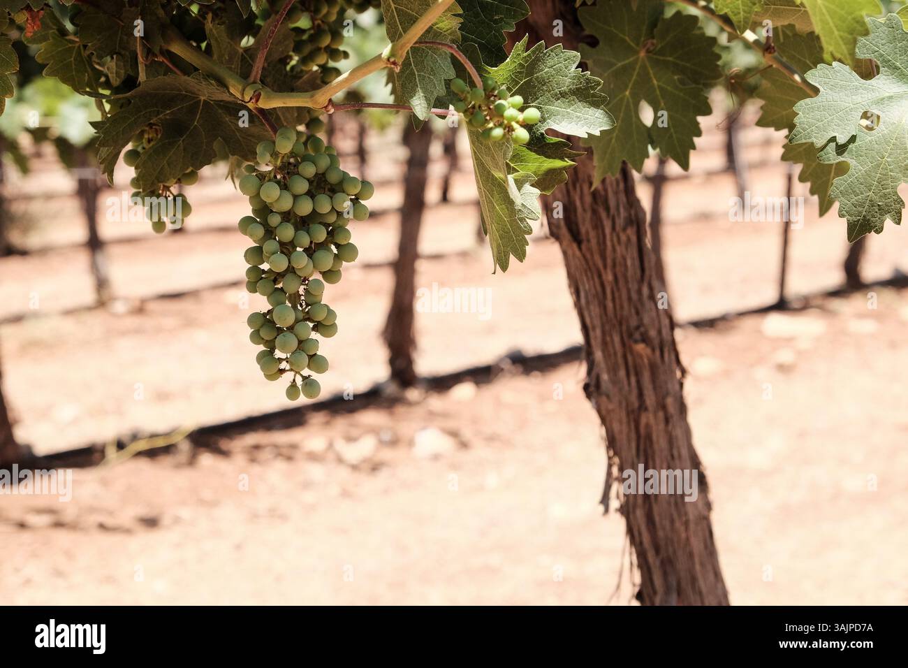 Shilo produce hi-res stock photography and images - Alamy