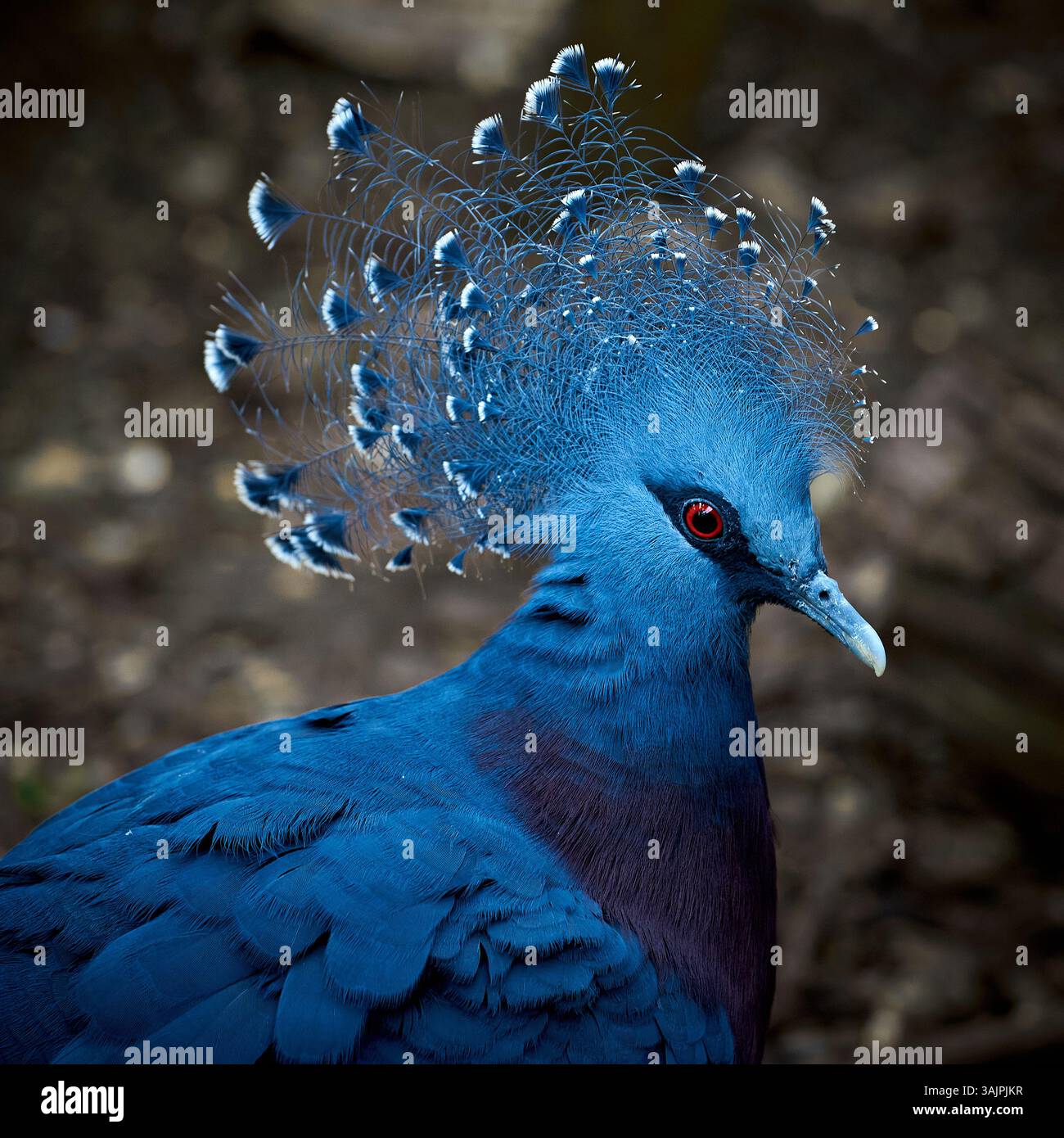 Blue Crowned Pigeon Stock Photo - Alamy