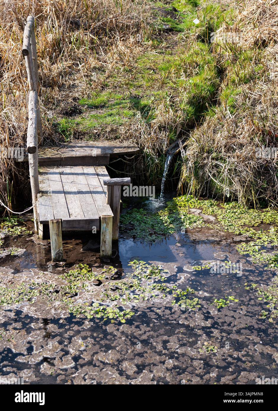 Rustic wooden footbridge spans a small, murky stream where a pipe ...
