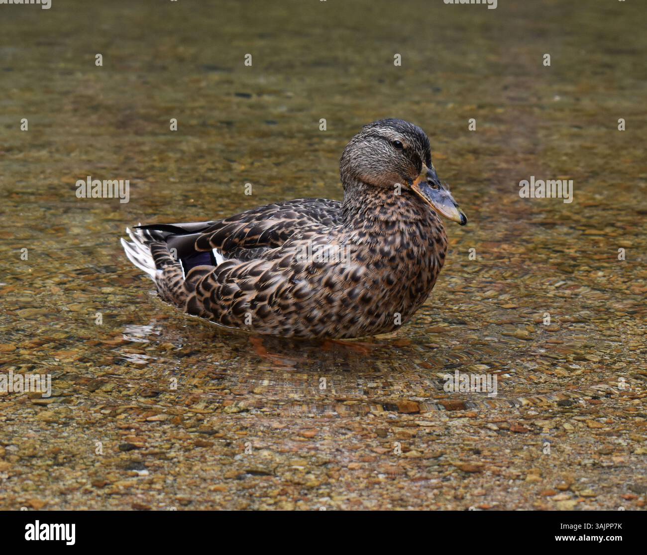 Ducks in the middle of a spring lake, captured up close with clear ...