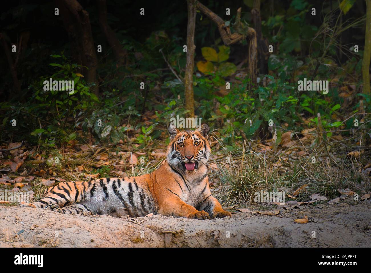 A majestic Bengal tiger rests by a tranquil pond in Jim Corbett ...
