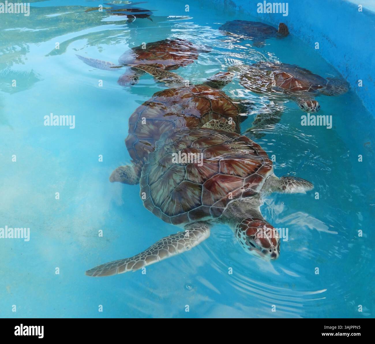 Sea turtles swim in a pool in Cuba Stock Photo - Alamy