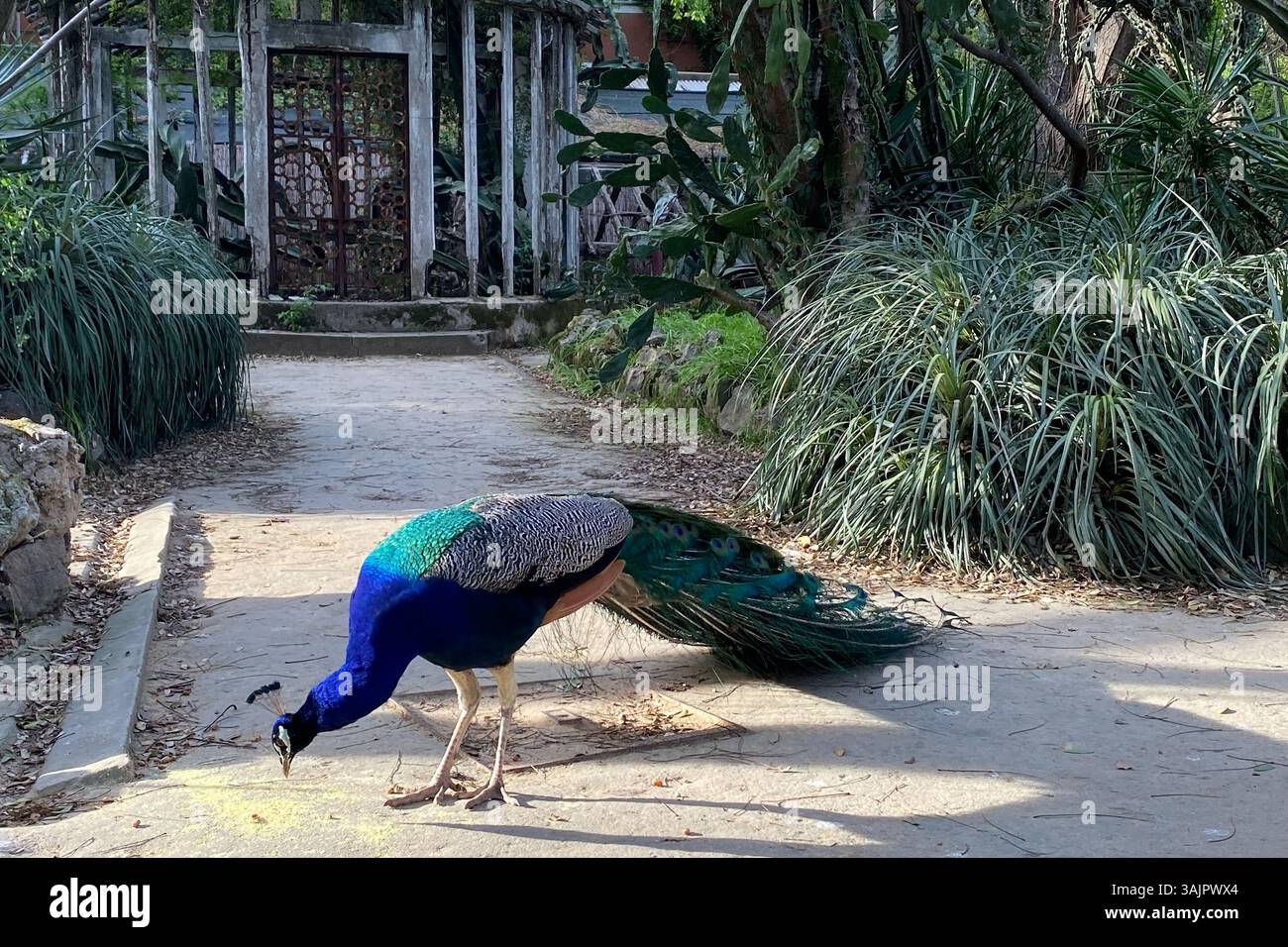 Beautiful peacock exploring the vibrant landscape of an urban park ...