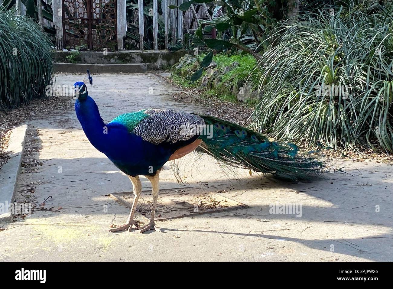 Stunning peacock walking on a park trail, surrounded by lush greenery ...