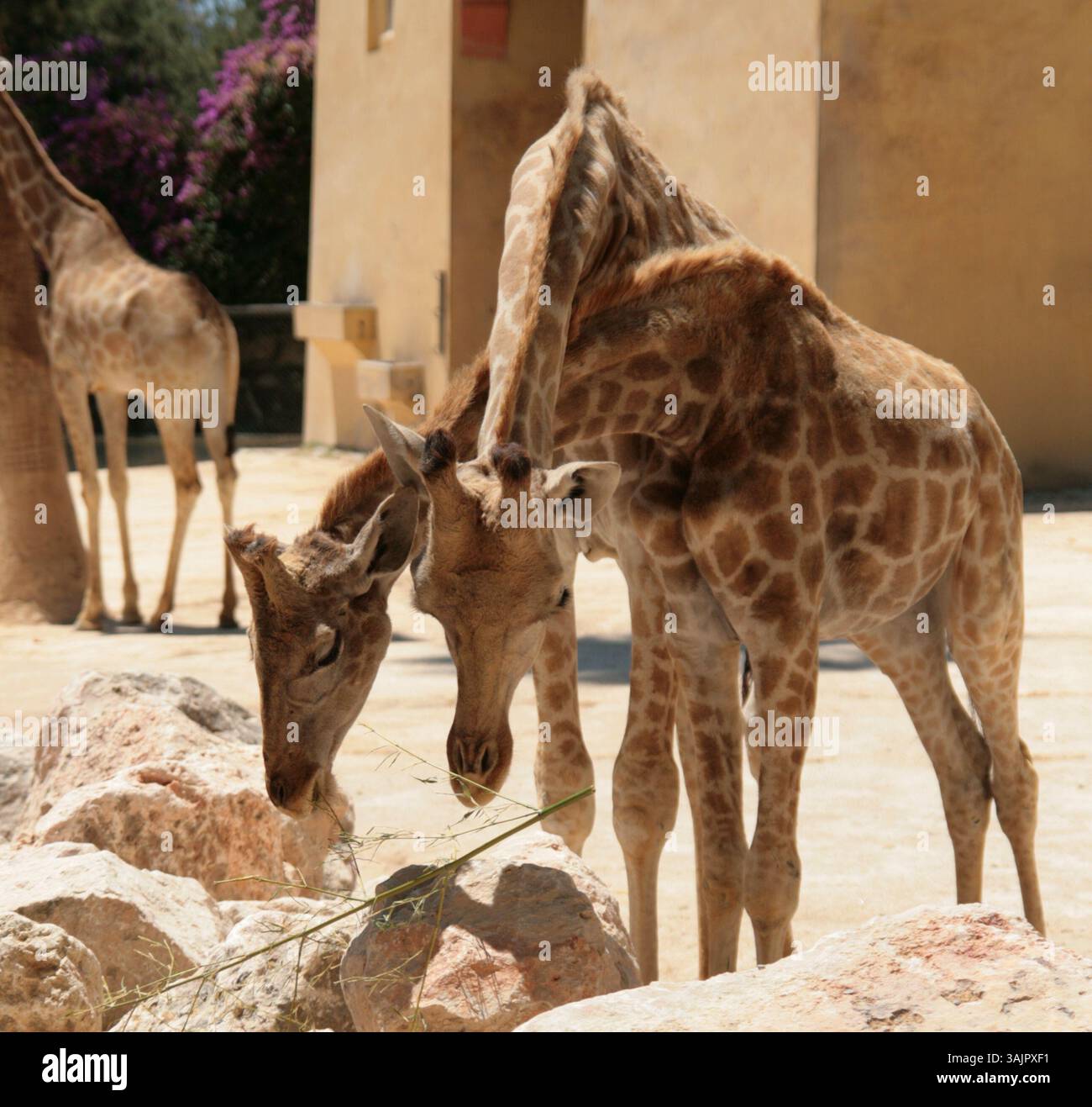 Wild giraffe couple nuzzling in African plains, beautiful long neck ...