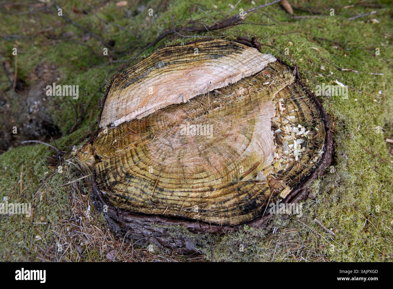 A large log with moss growing on it. The moss is green and the log is ...