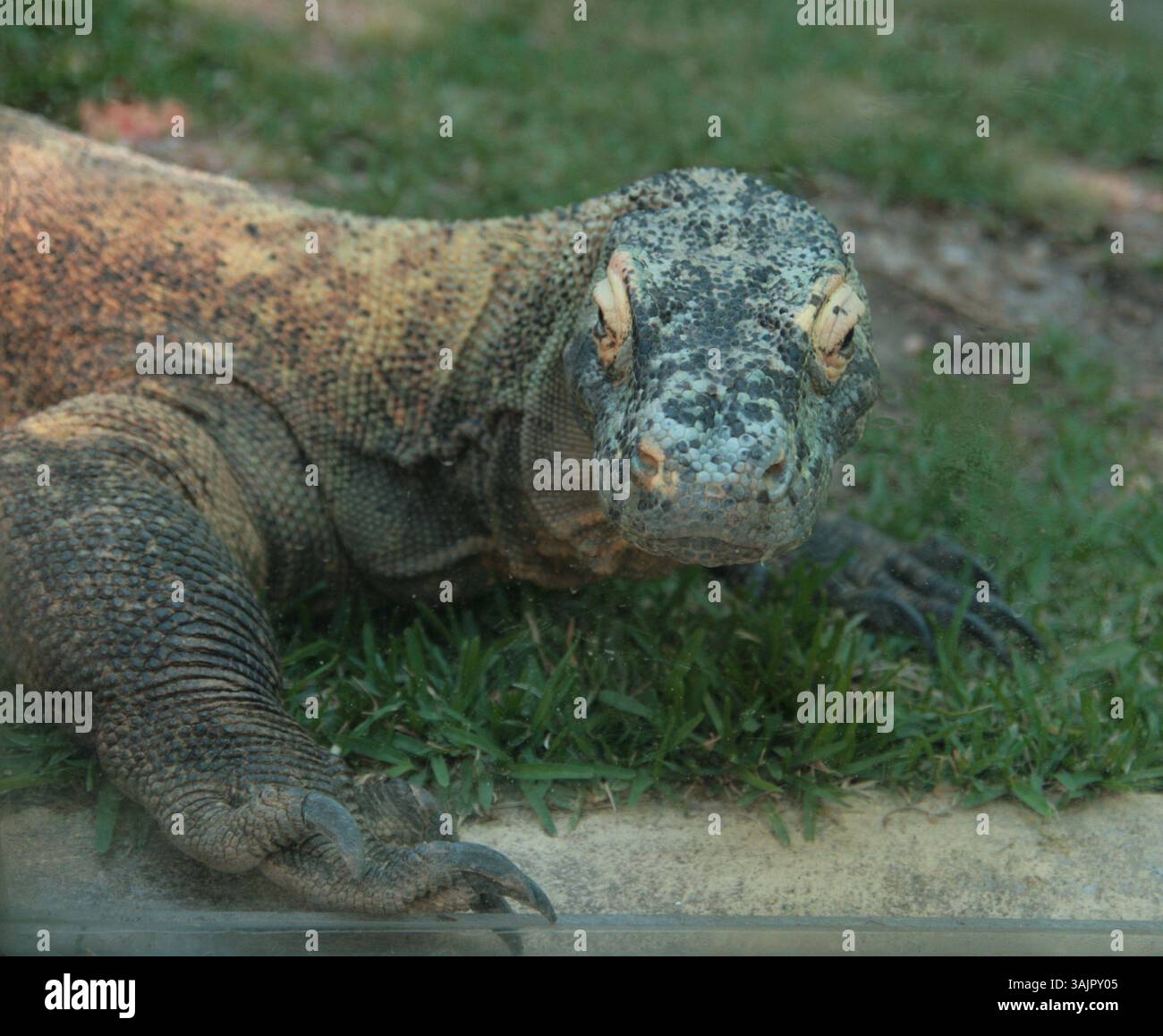 Komodo Dragon - The largest lizard in the world. This is the largest ...