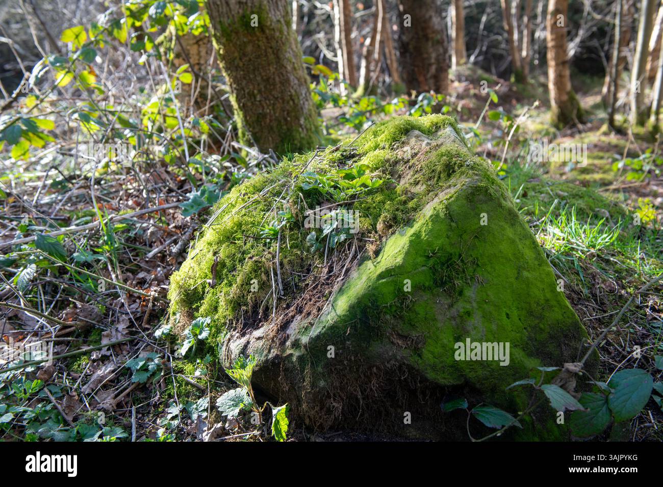 A moss covered rock in a forest. The moss is green and the rock is ...