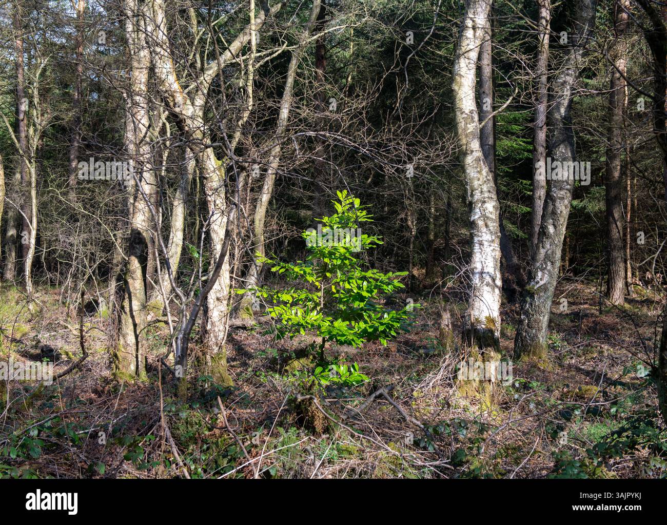 A small tree is growing in a forest. The tree is green and is ...