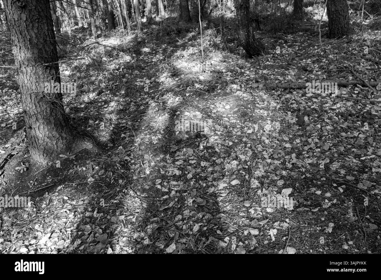 Yellow white background shadows Black and White Stock Photos & Images ...