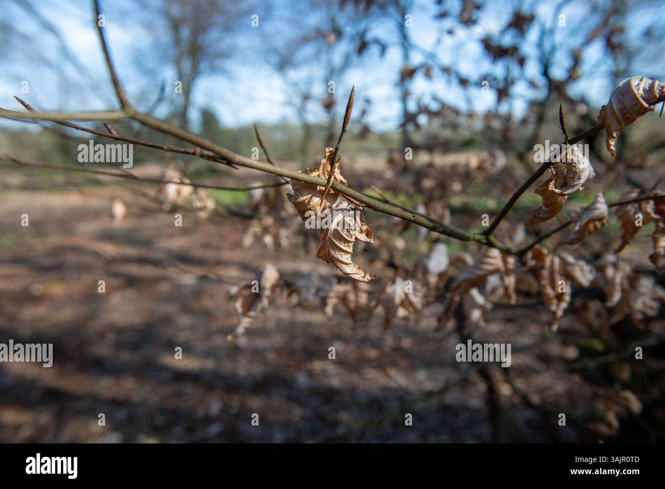 A tree branch with leaves that are brown and dry. The leaves are ...