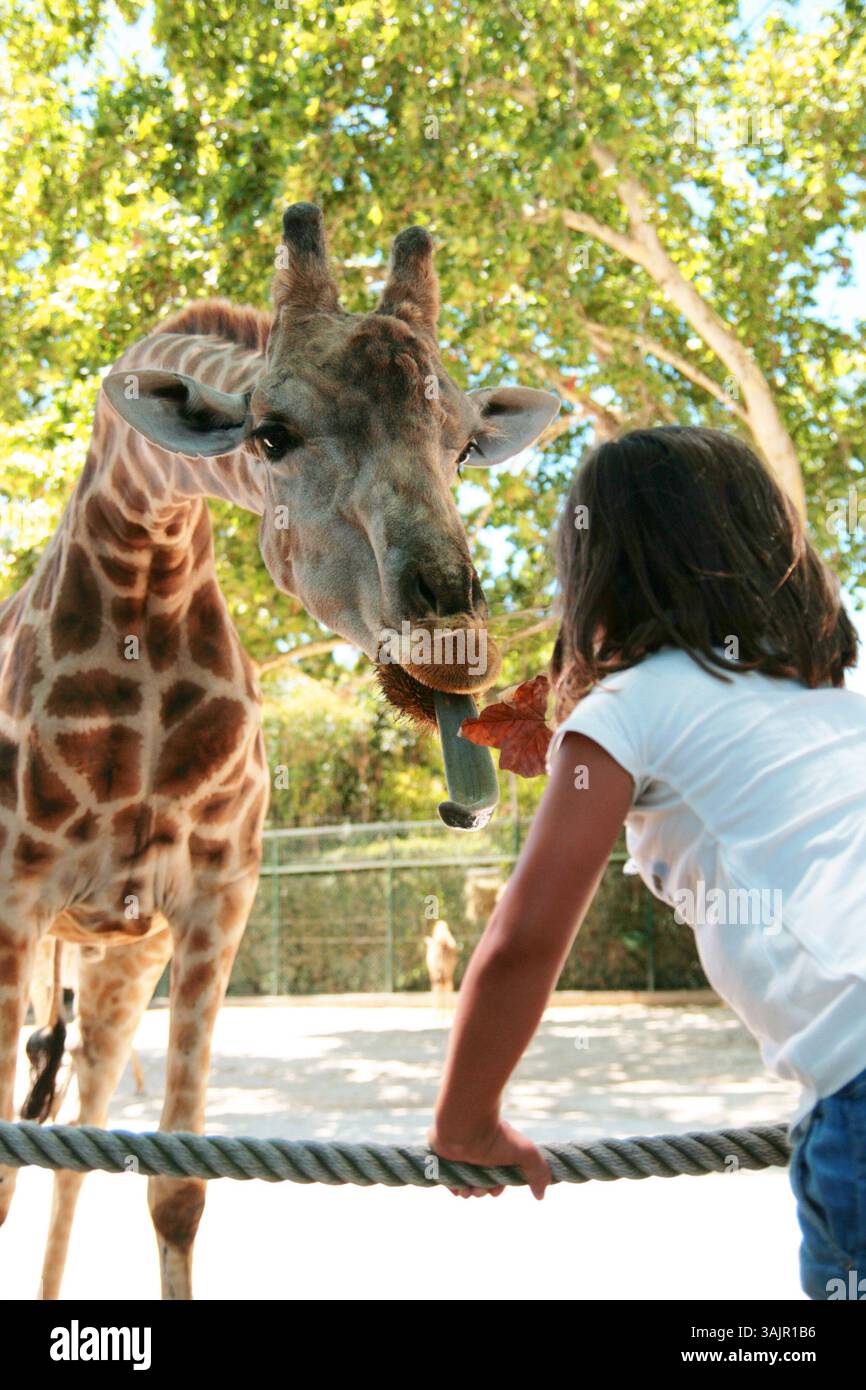 A girl feeding giraffe in zoo, closeup of photo Stock Photo - Alamy