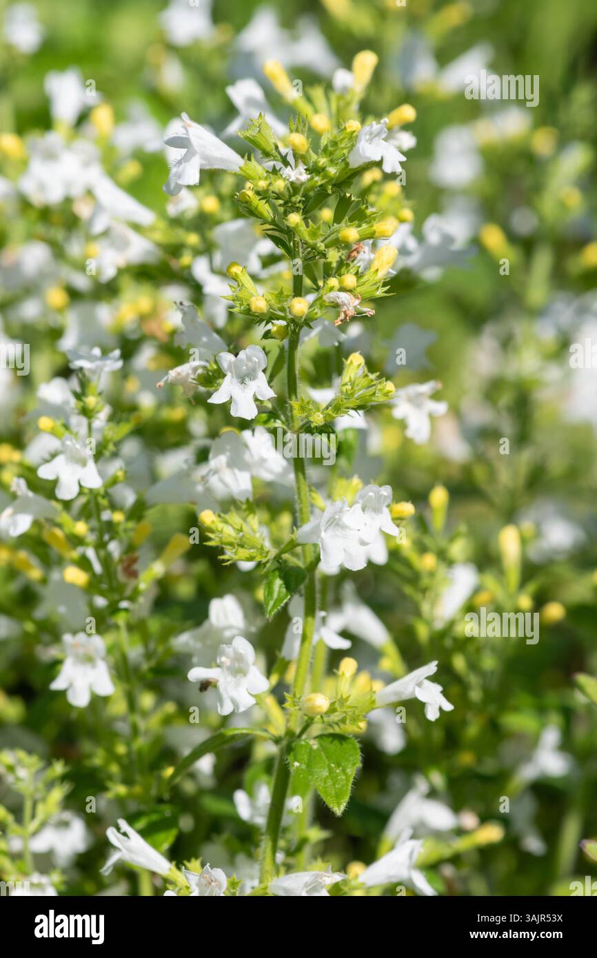 Marvelette hi-res stock photography and images - Alamy