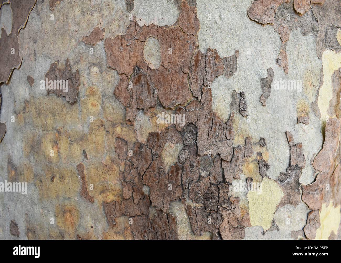 A wooden plank with deep grain patterns Stock Photo - Alamy