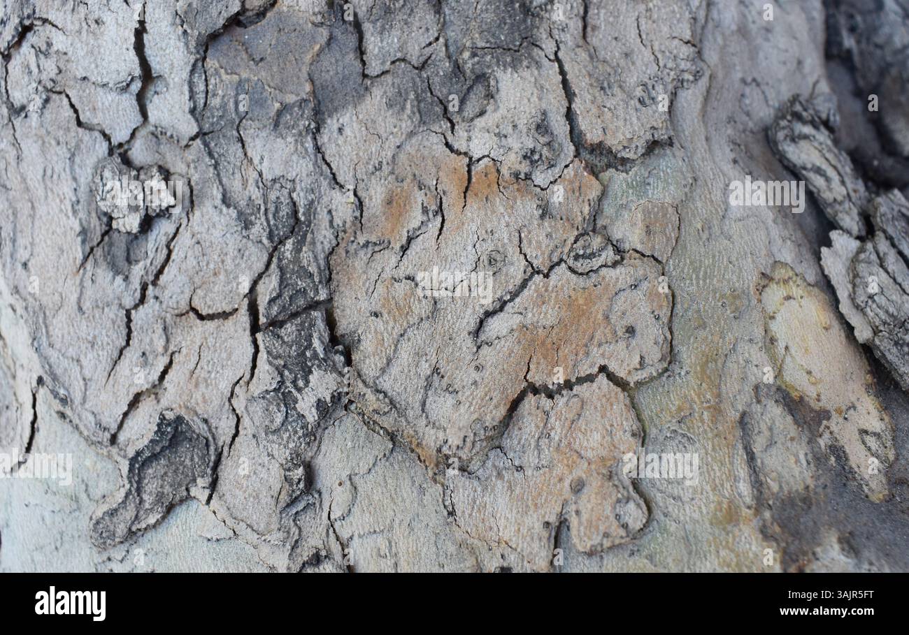 Natural wood background with detailed texture Stock Photo - Alamy