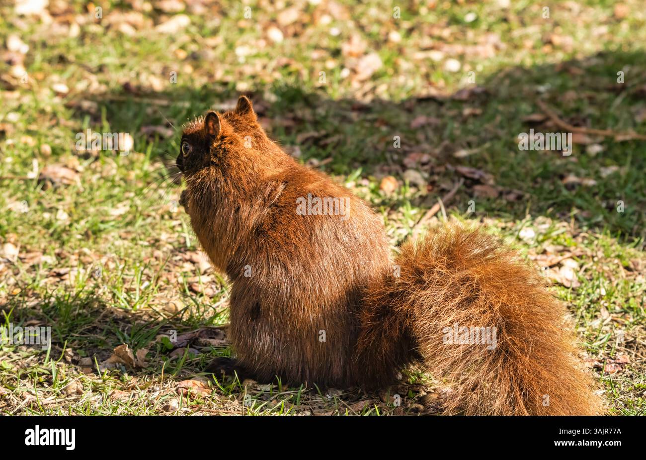 This Eastern Grey Squirrel has a rare reddish-brown fur coat and a ...
