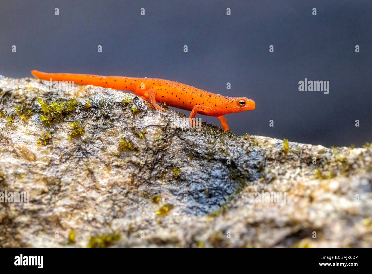Immature newt hi-res stock photography and images - Alamy
