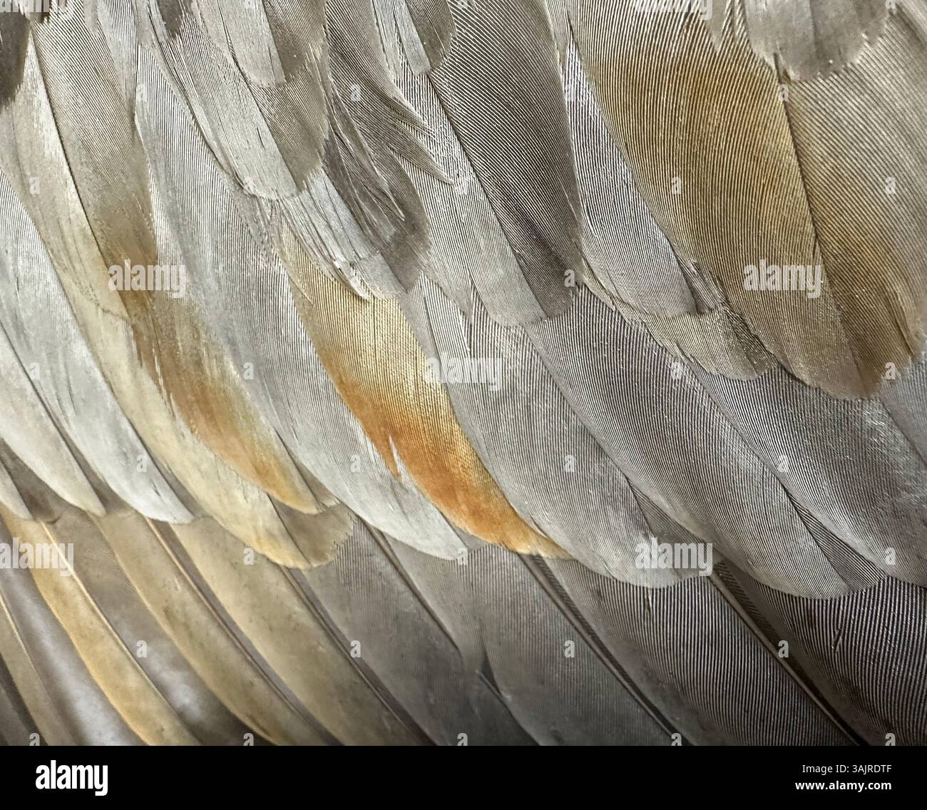 Closeup group of rows of feathers, gray, white tan show fringe & spines ...
