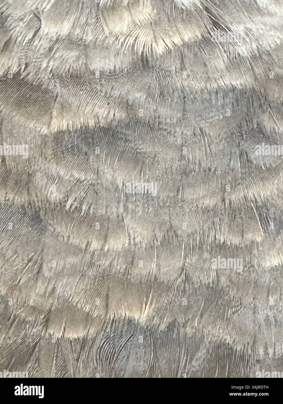 Closeup group of rows of feathers, gray, white tan show fringe & spines ...