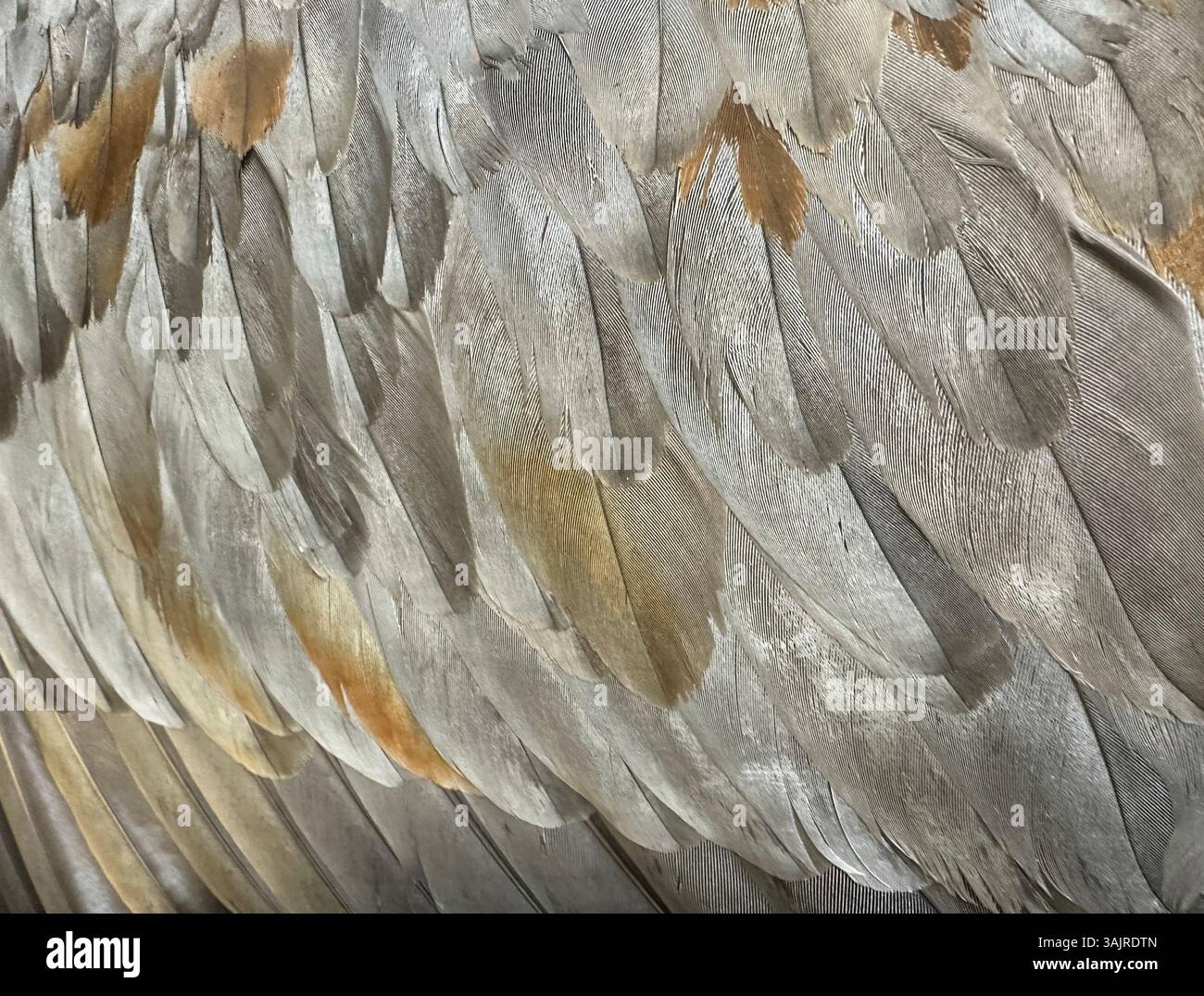 Closeup group of rows of feathers, gray, white tan show fringe & spines ...