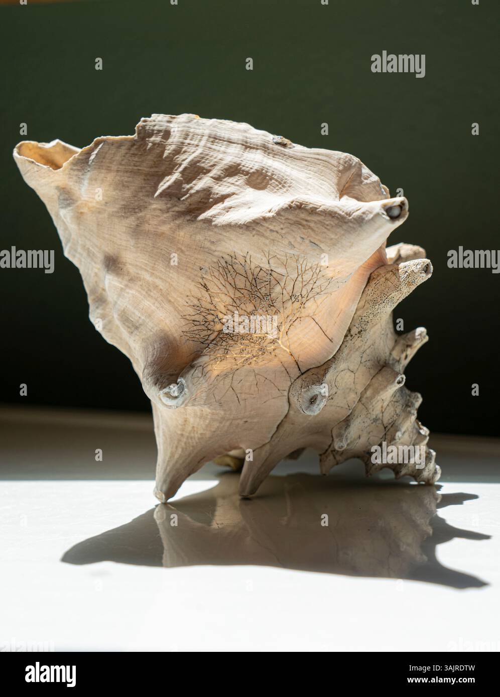 Artistic nature depiction hi-res stock photography and images - Alamy