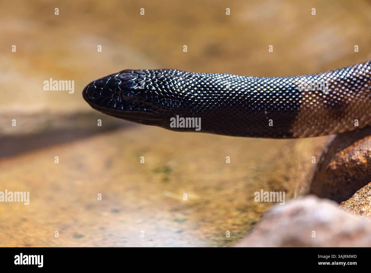 Hungry adult Calabar python scans air for potential prey offerings ...