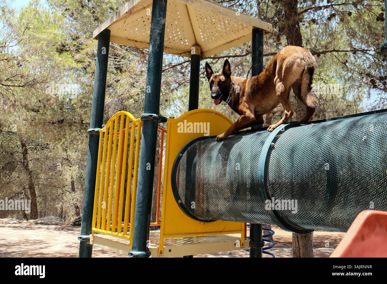 July 23, 2017 - Efrat, West Bank, Israel - The Israel Dog Unit, IDU, a ...