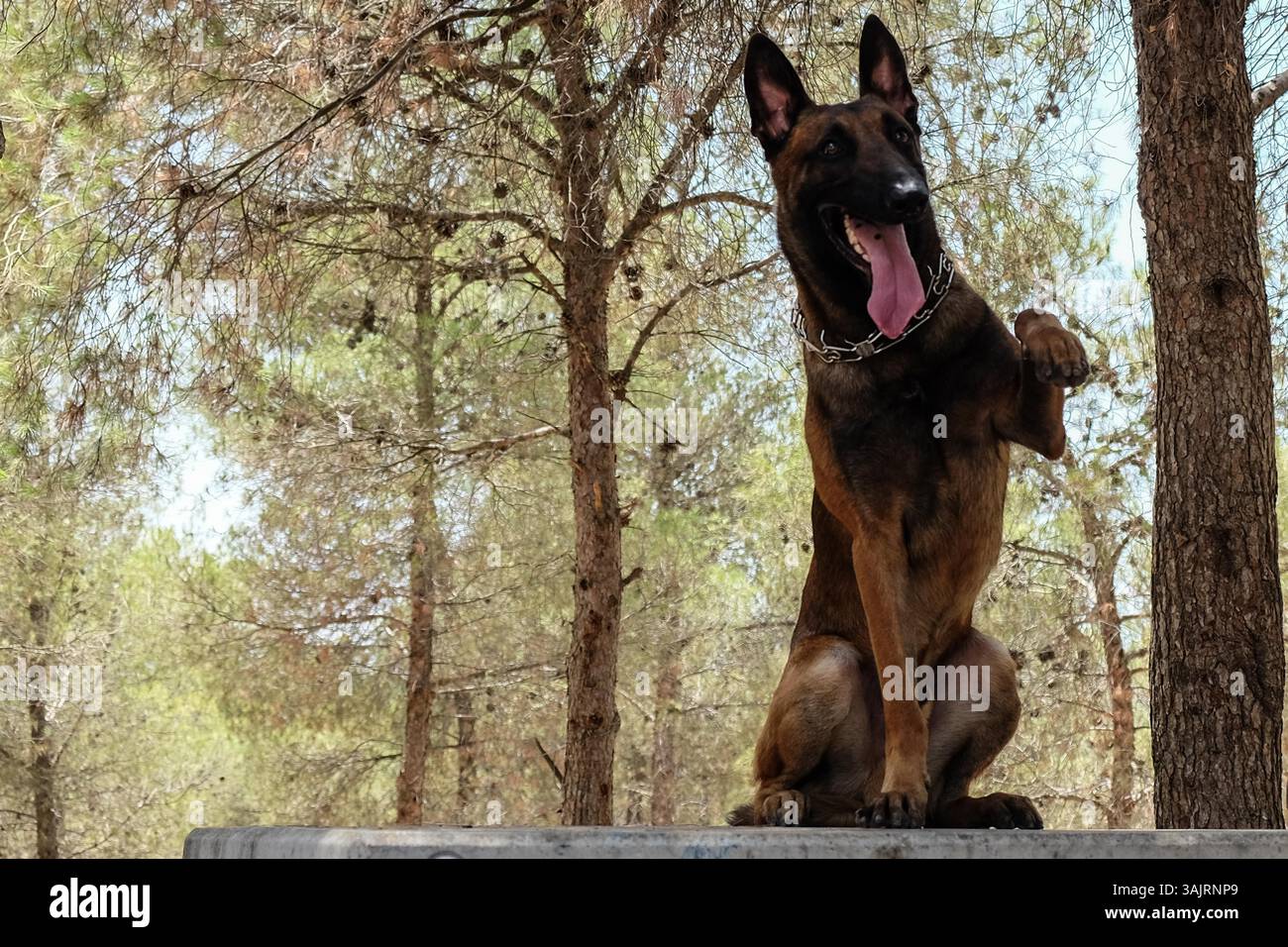 July 23, 2017 - Efrat, West Bank, Israel - The Israel Dog Unit, IDU, a ...