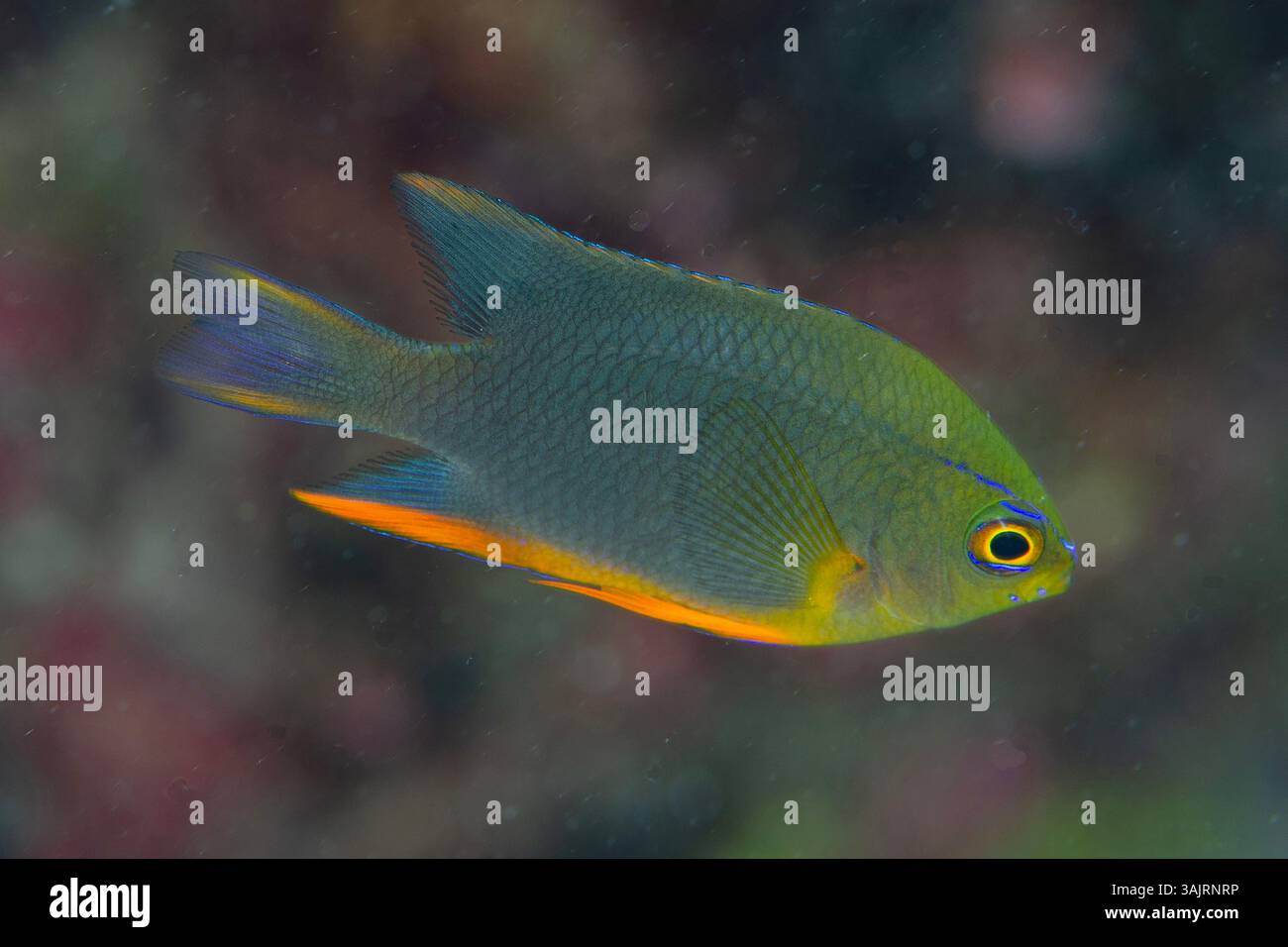 Cross's Damsel, Neoglyphidodon crossi, Pulau Molana dive site, near ...