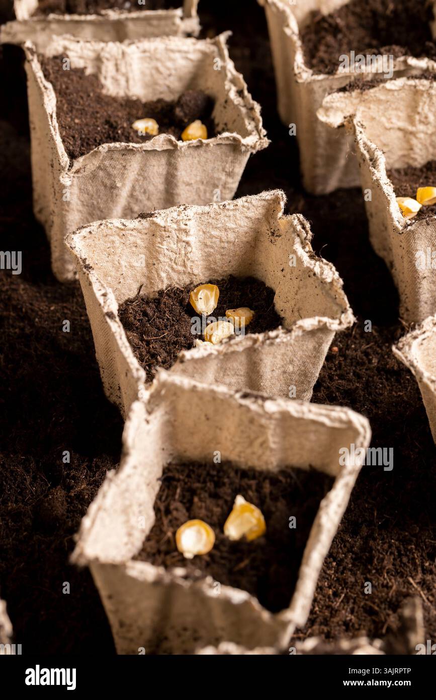 disposable planting sweet corn grains in fertile soil in biodegradable ...