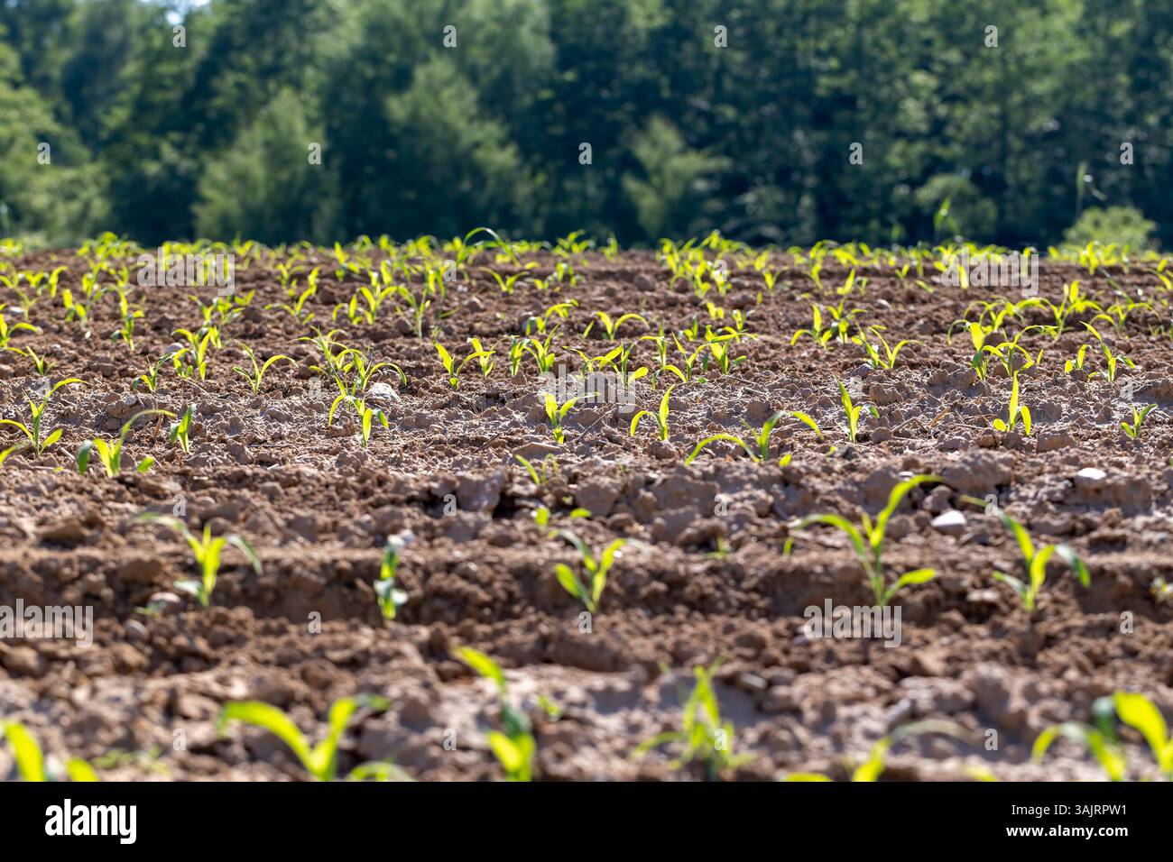 corn in the spring, a monocultural field with fresh corn sprouts in ...