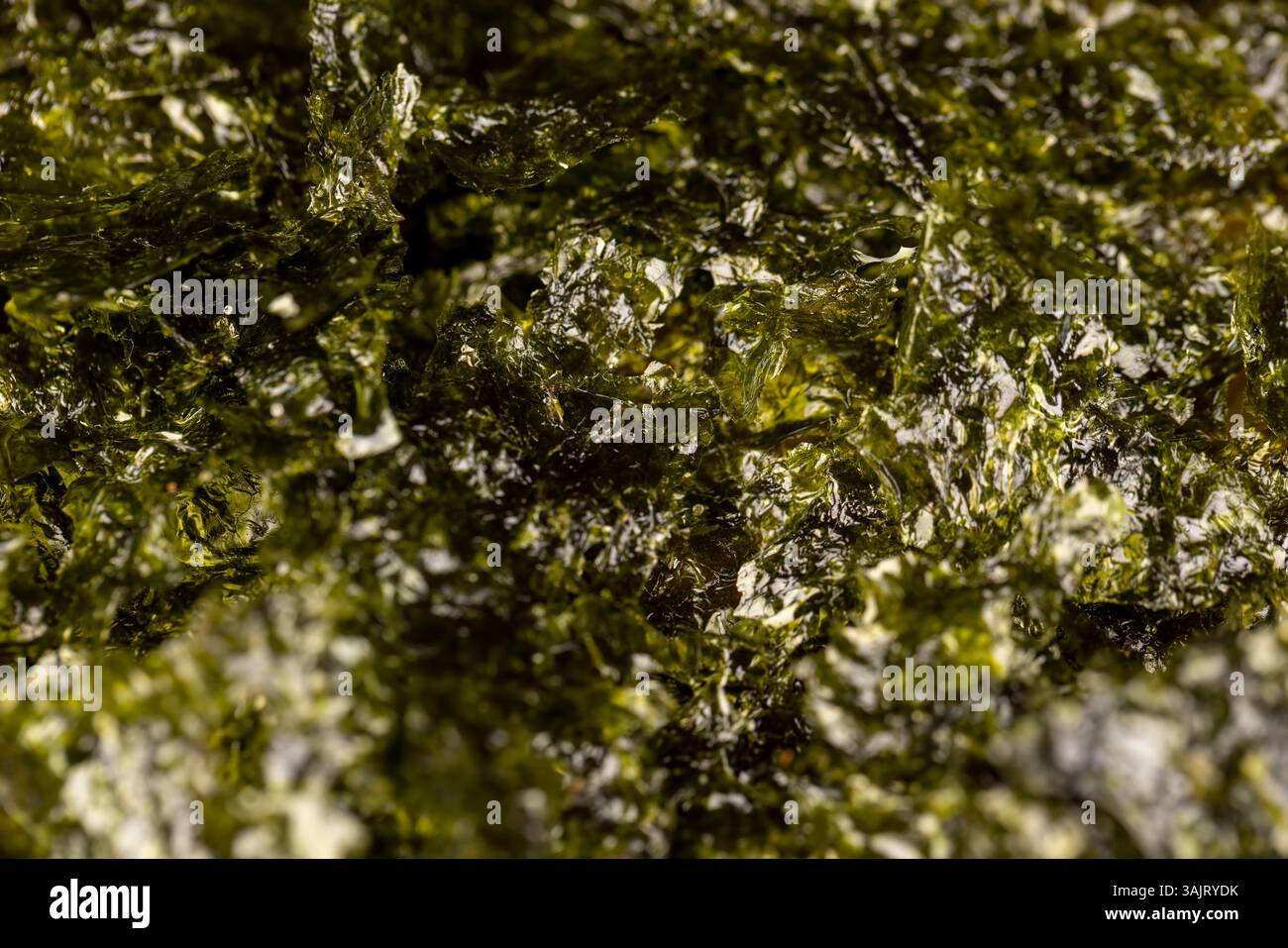 fried and dehydrated green algae are used in Asian cuisine, thin green ...