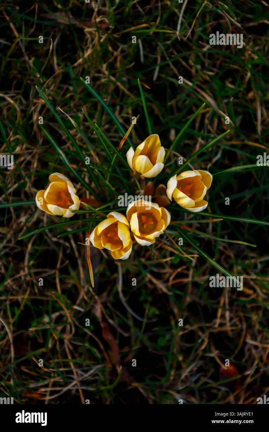 Spring Blossoms – Seasonal Floral Backgrounds. High-resolution images ...