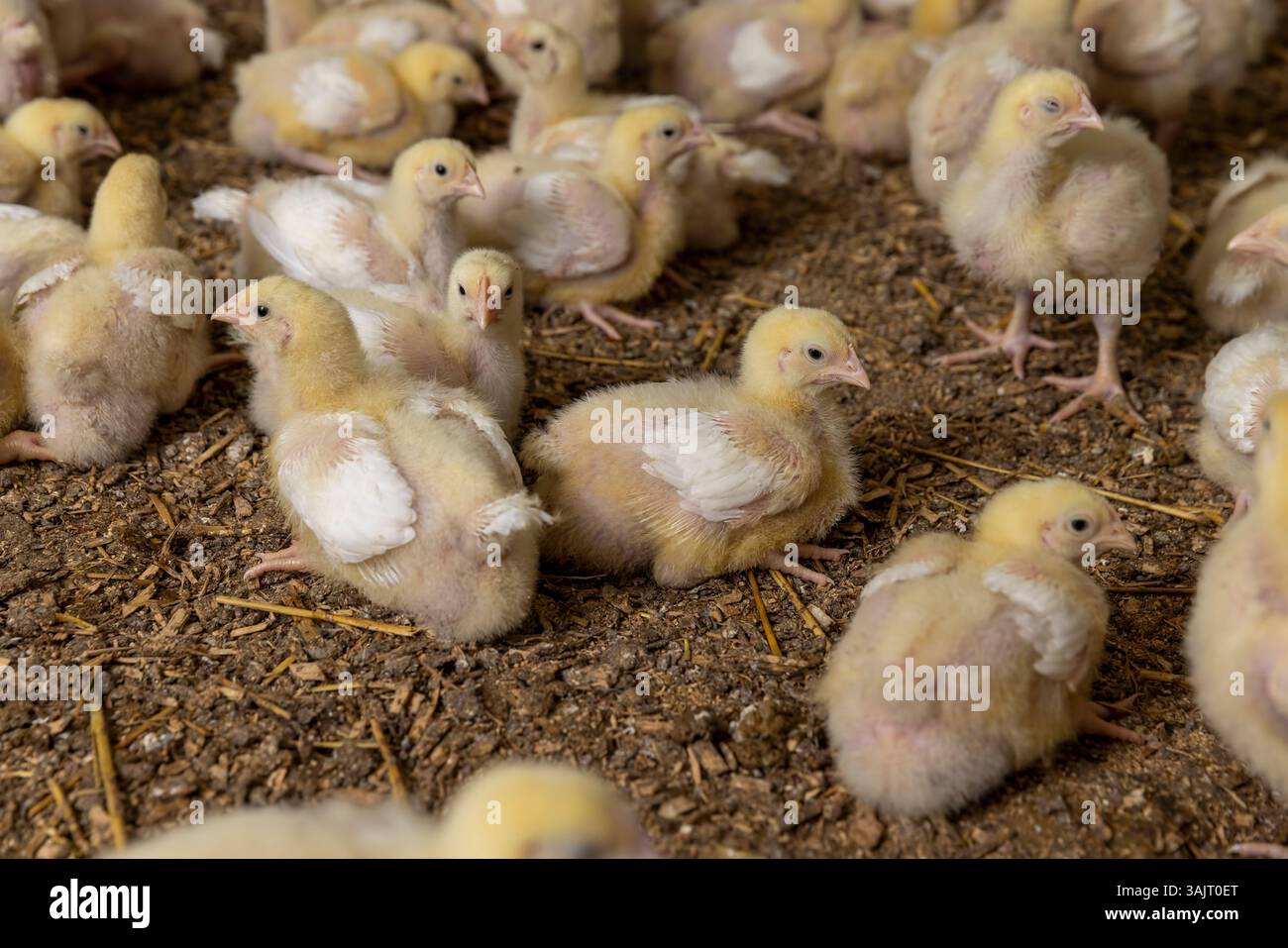 broiler chickens in a poultry house of a farm for growing meat breeds ...