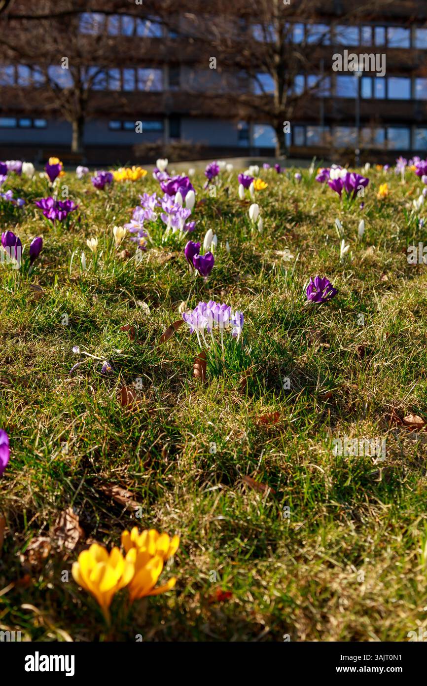 Spring Blossoms – Seasonal Floral Backgrounds. High-resolution images ...