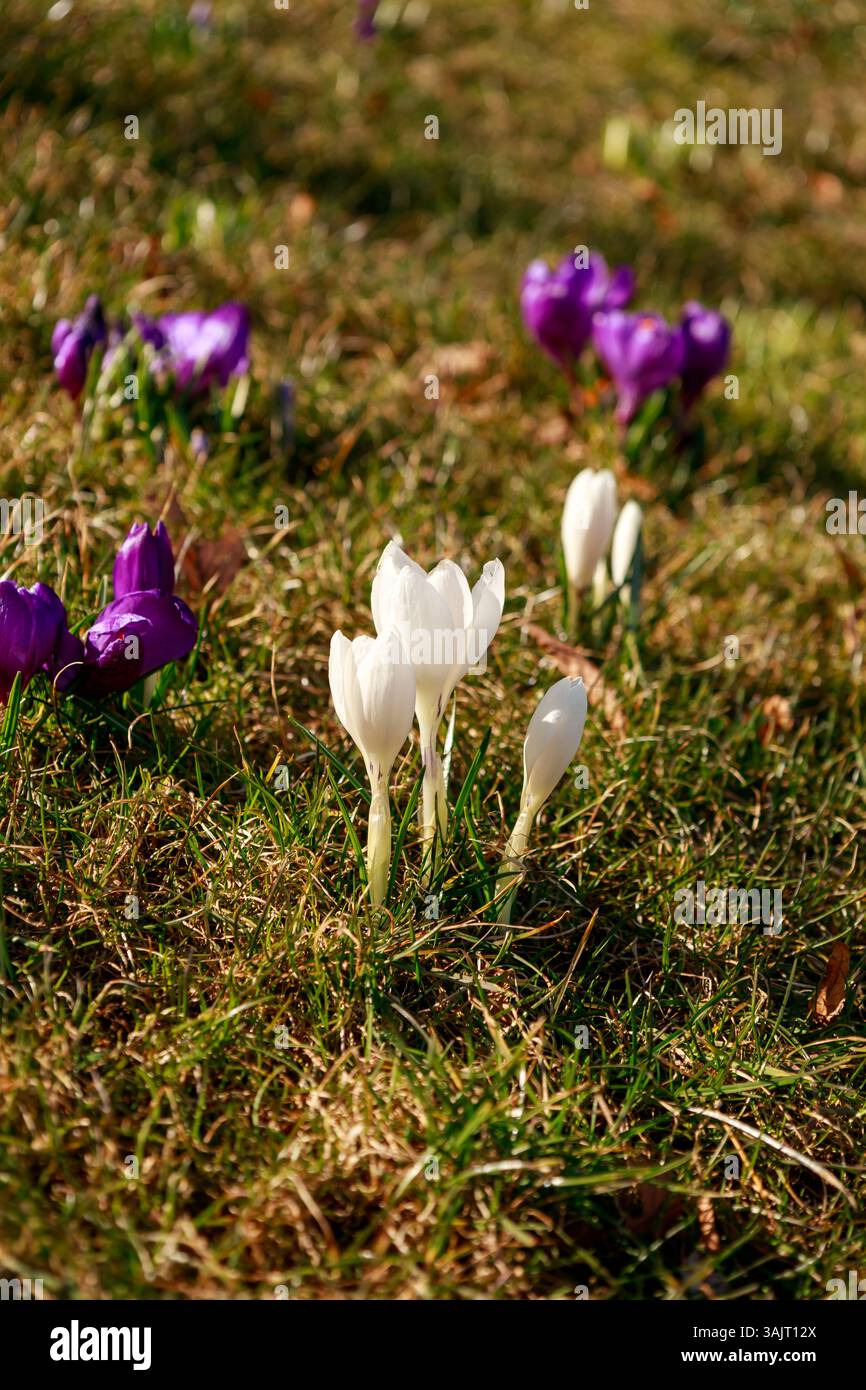 Spring Blossoms – Seasonal Floral Backgrounds. High-resolution images ...