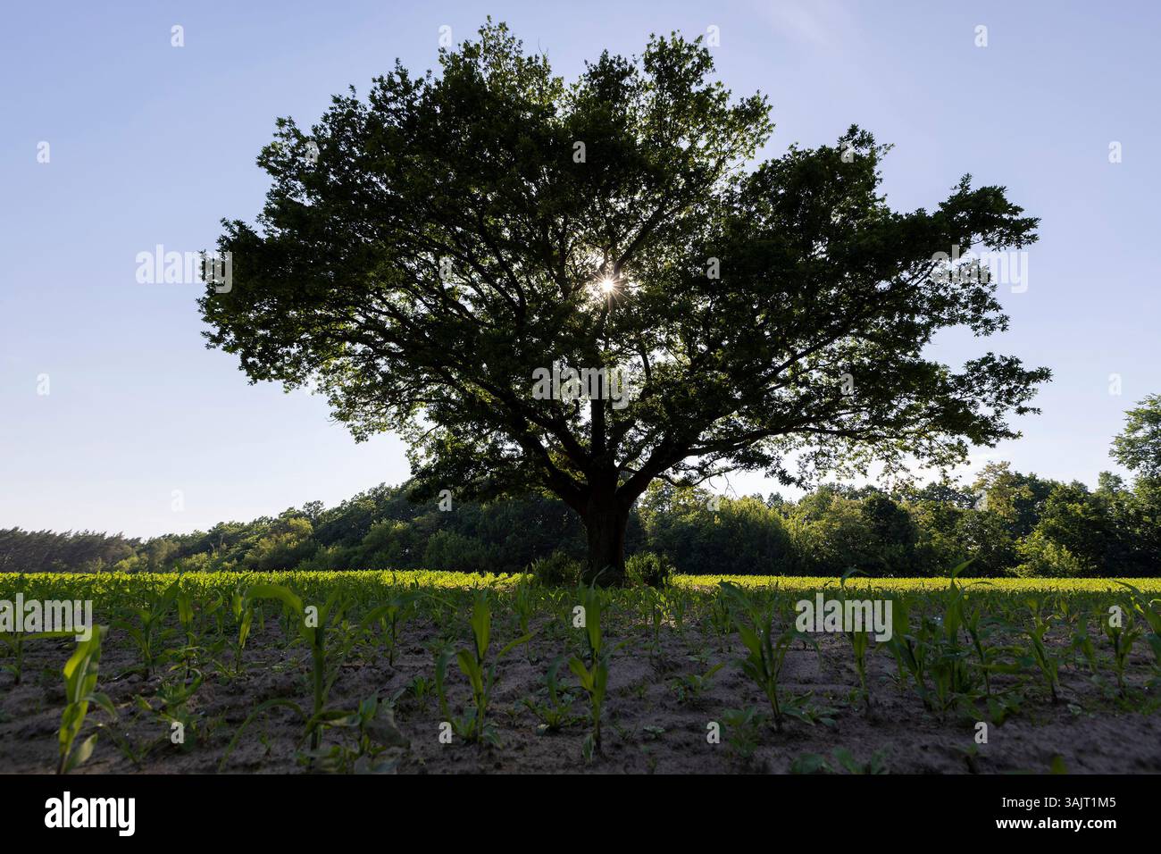 an oak in a green cornfield with young sweet corn plants in the shade ...