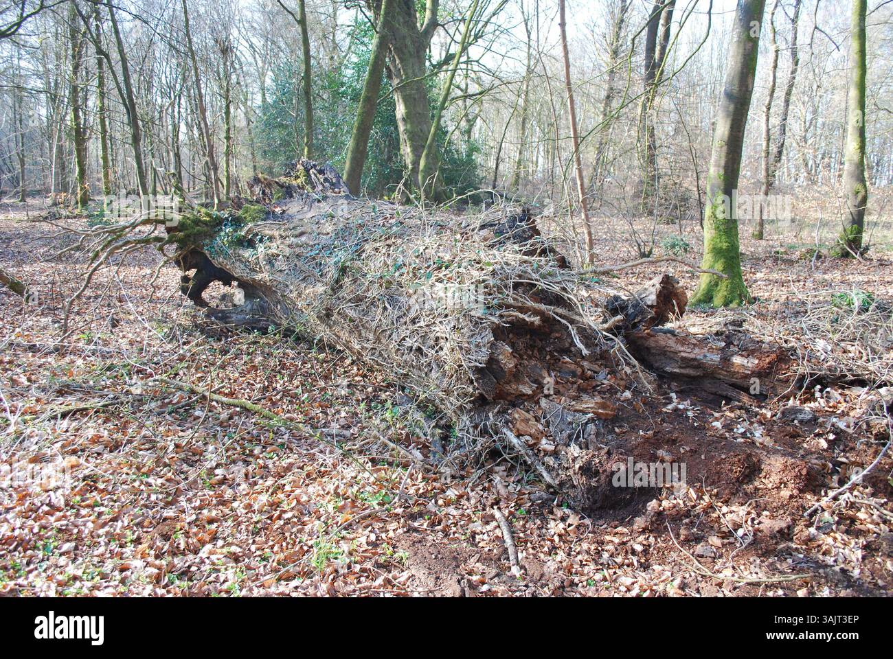 Savernake Forest, Marlborough, Wiltshire Stock Photo - Alamy