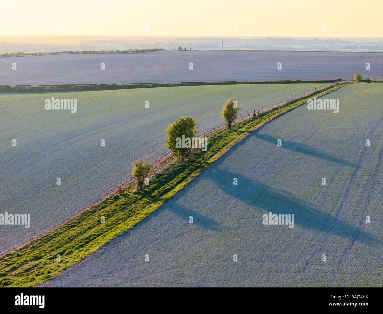 Tress between fields hi-res stock photography and images - Alamy