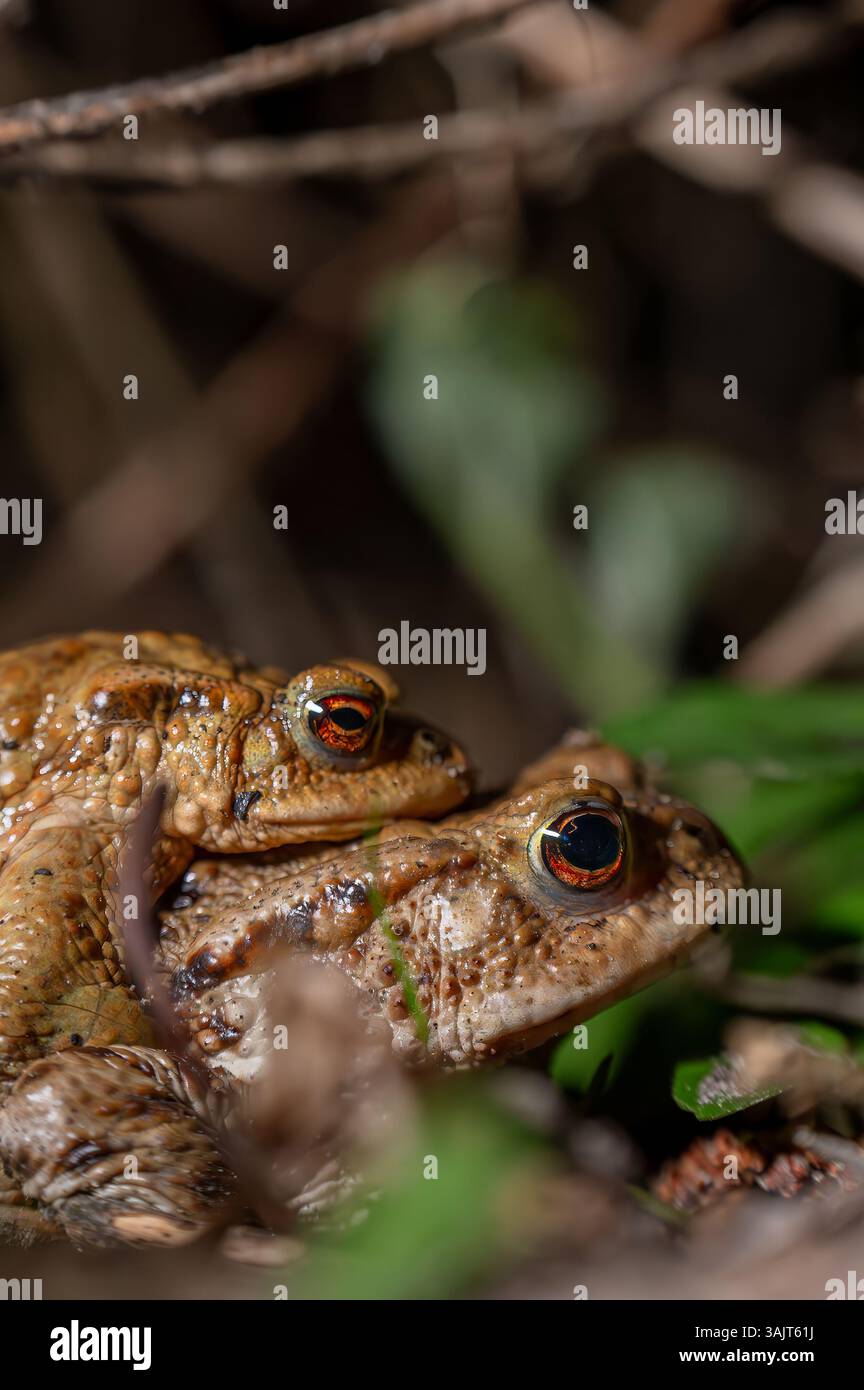 Two common toads in the forest outdoors at night. Bufo bufo in ...