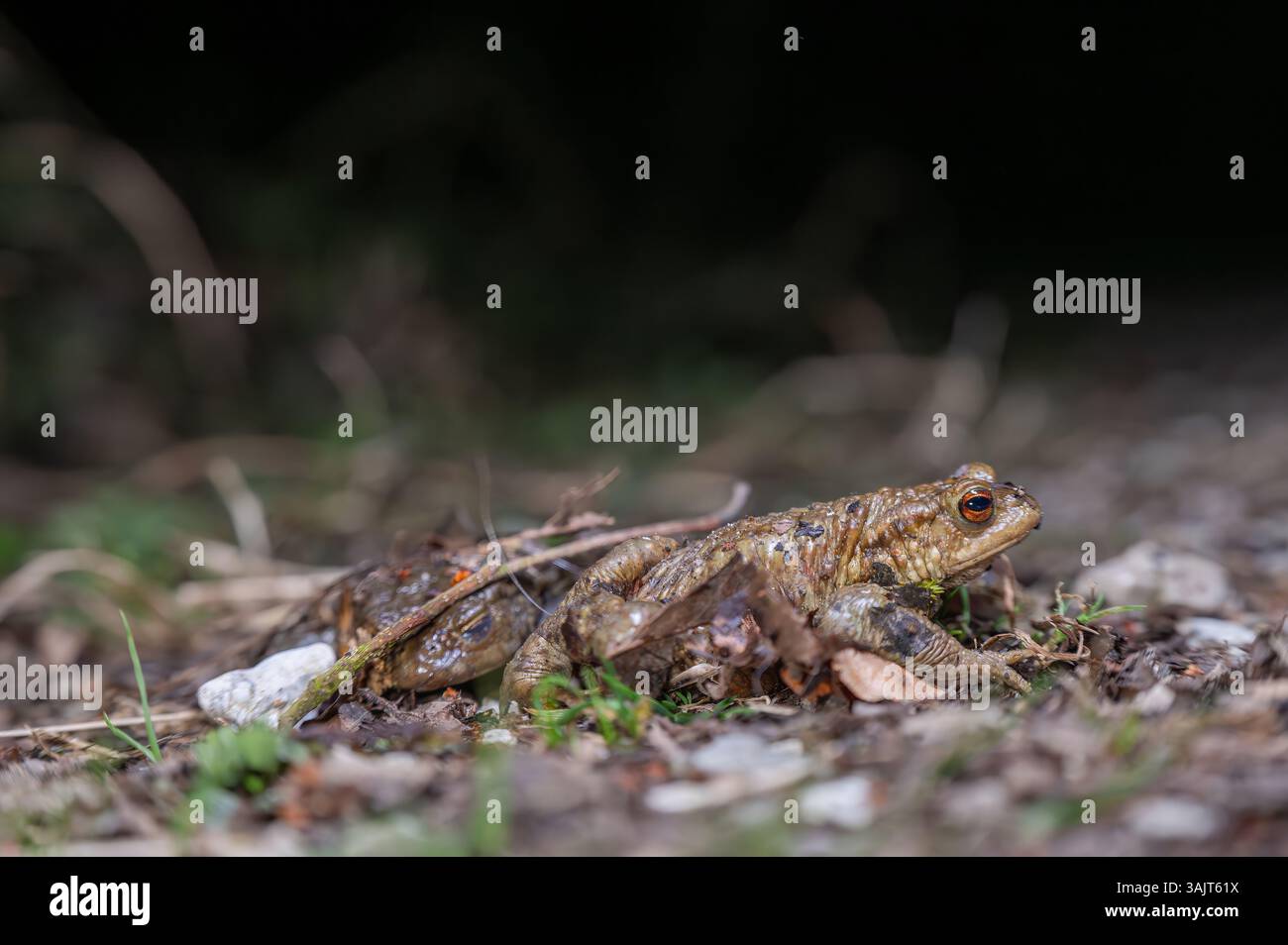 Two common toads in the forest outdoors at night. Bufo bufo in ...