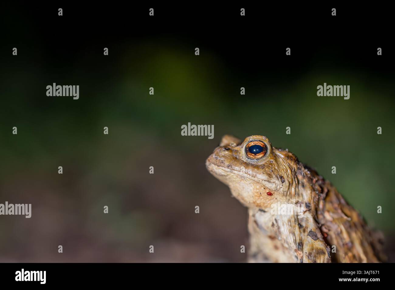 One common toad in the forest outdoors at night. Bufo bufo in ...